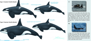 Sea Watch Foundation » Orca Ecotypes….It’s not all black and white!