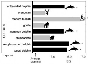 Sea Watch Foundation » Dolphin Brains