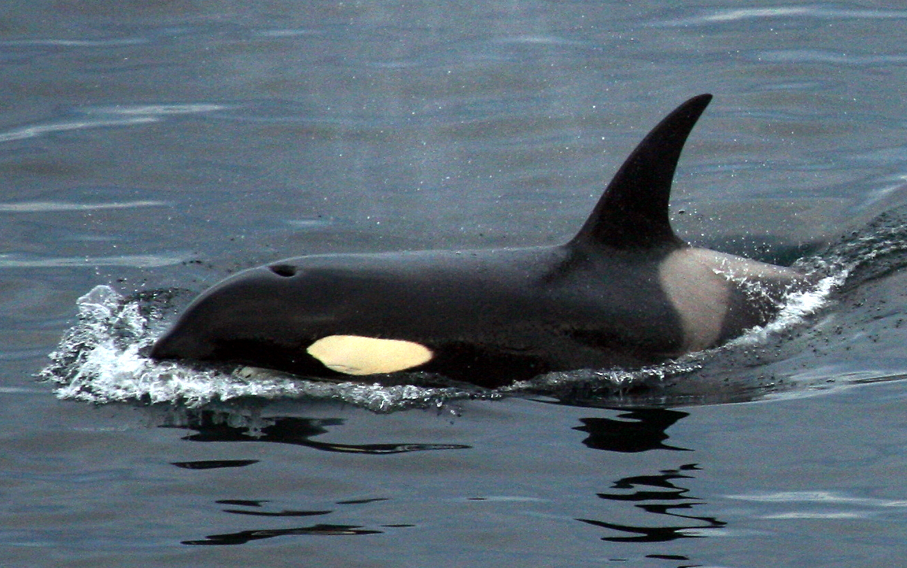 Sea Watch Foundation » Understanding cetacean stranding and response