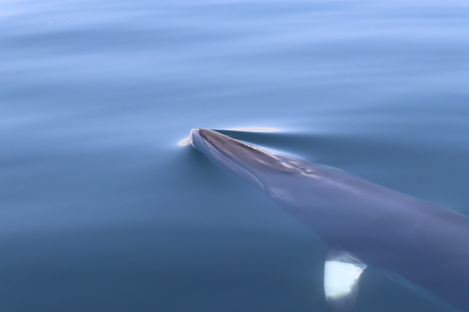 Sea Watch Foundation » A close encounter of the minke kind!