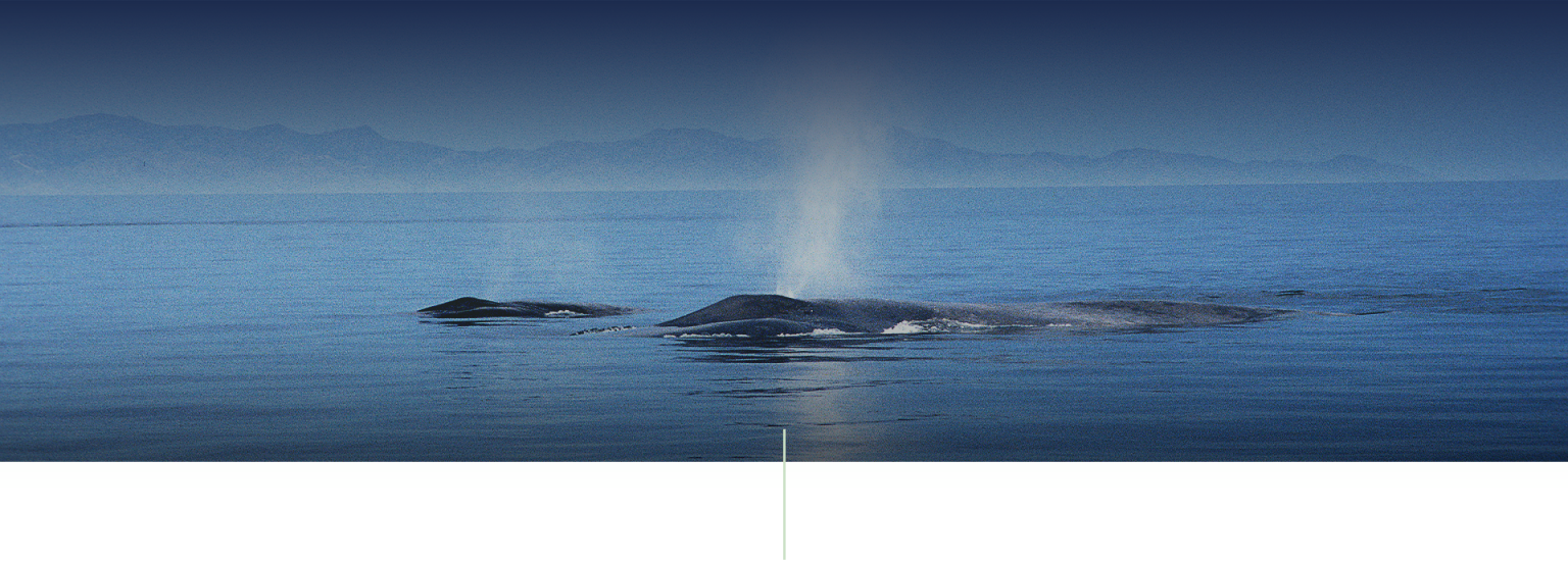 27 Cheshire – Sea Watch Foundation