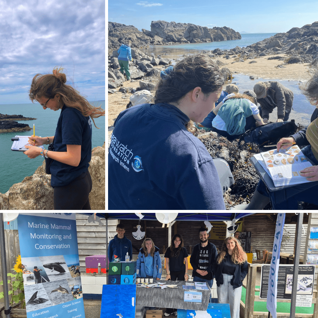 Anglesey Internships … – Sea Watch Foundation